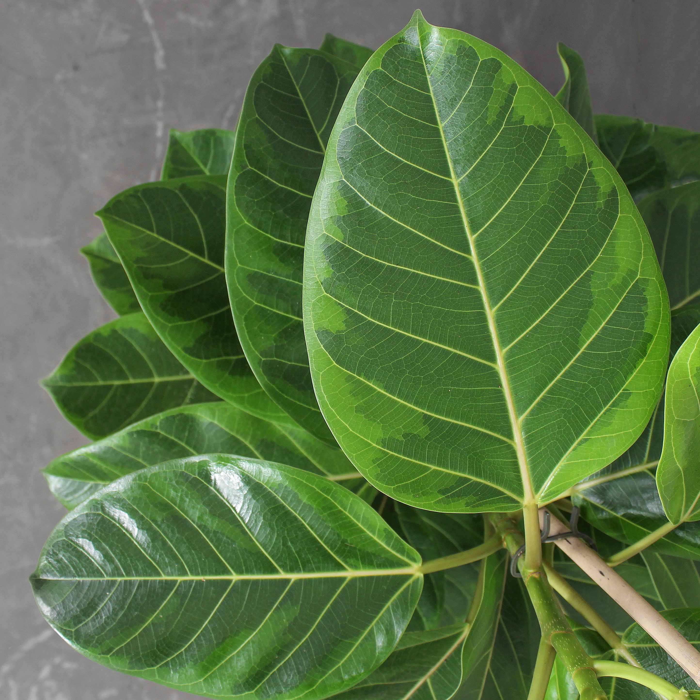 Pasningsvejledning for Ficus Altissima – Greenify
