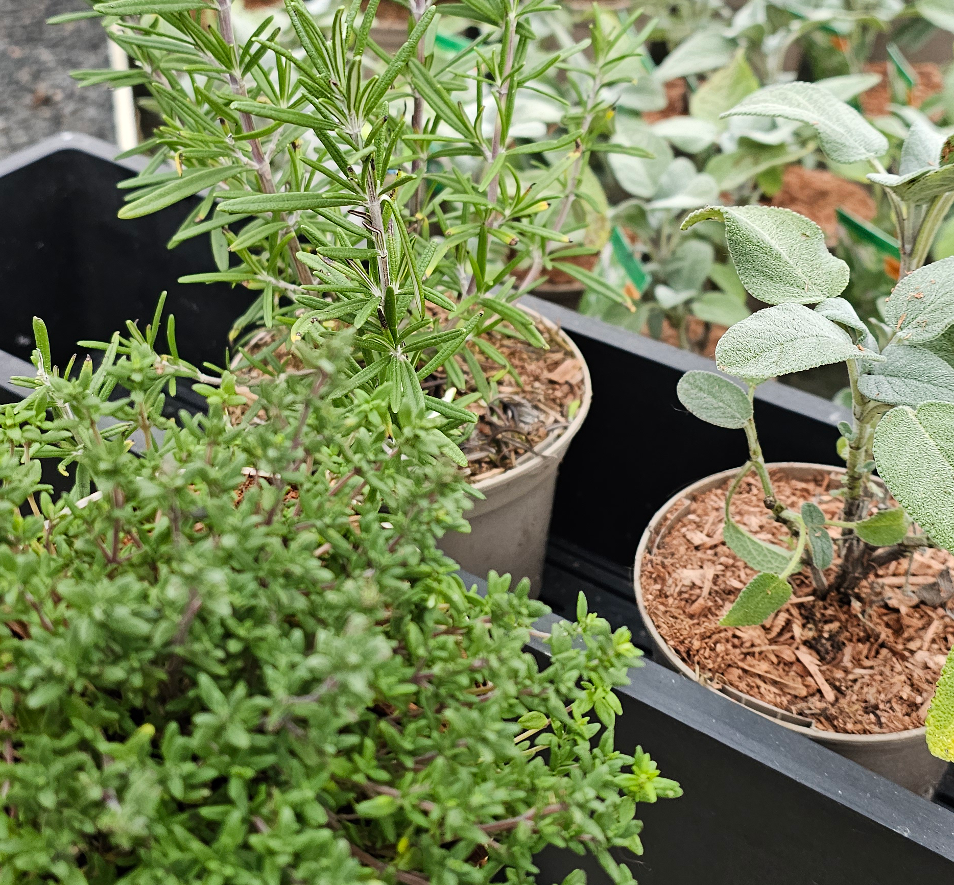 Derfor skal du vælge danskproducerede planter til din altan – Greenify