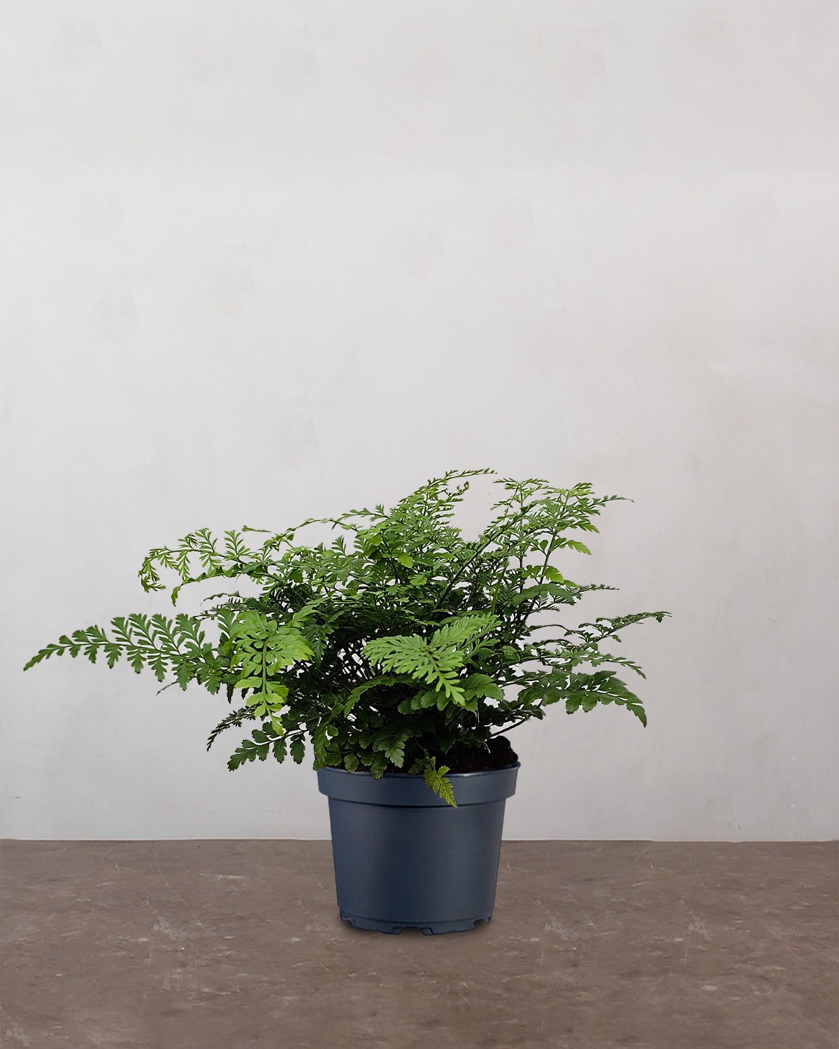 Asplenium Parvati - 40-60 cm – Greenify