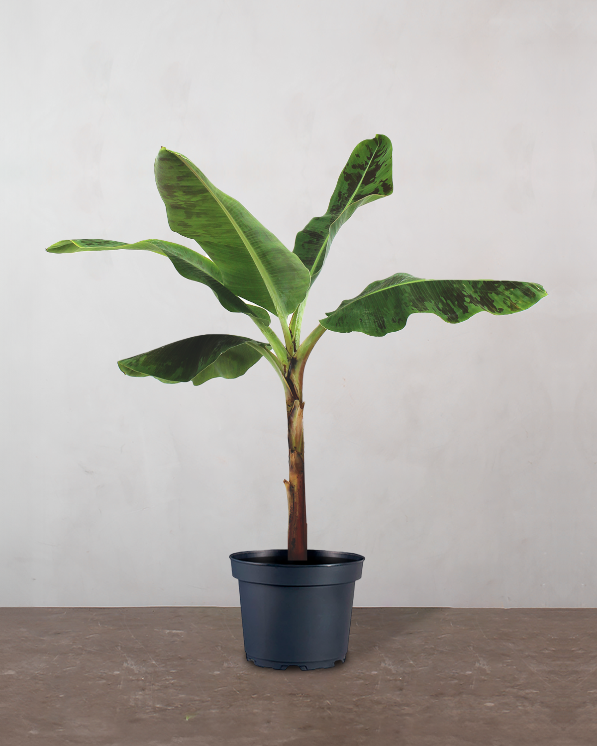 Bananpalme fra Greenify - få planten leveret direkte til dig!