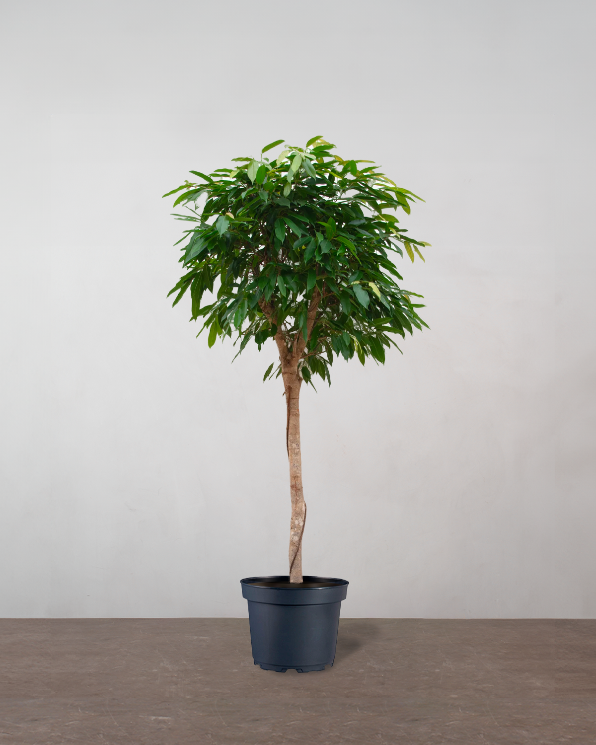 Opstammet Ficus Amstel King - 170-190 cm – Greenify