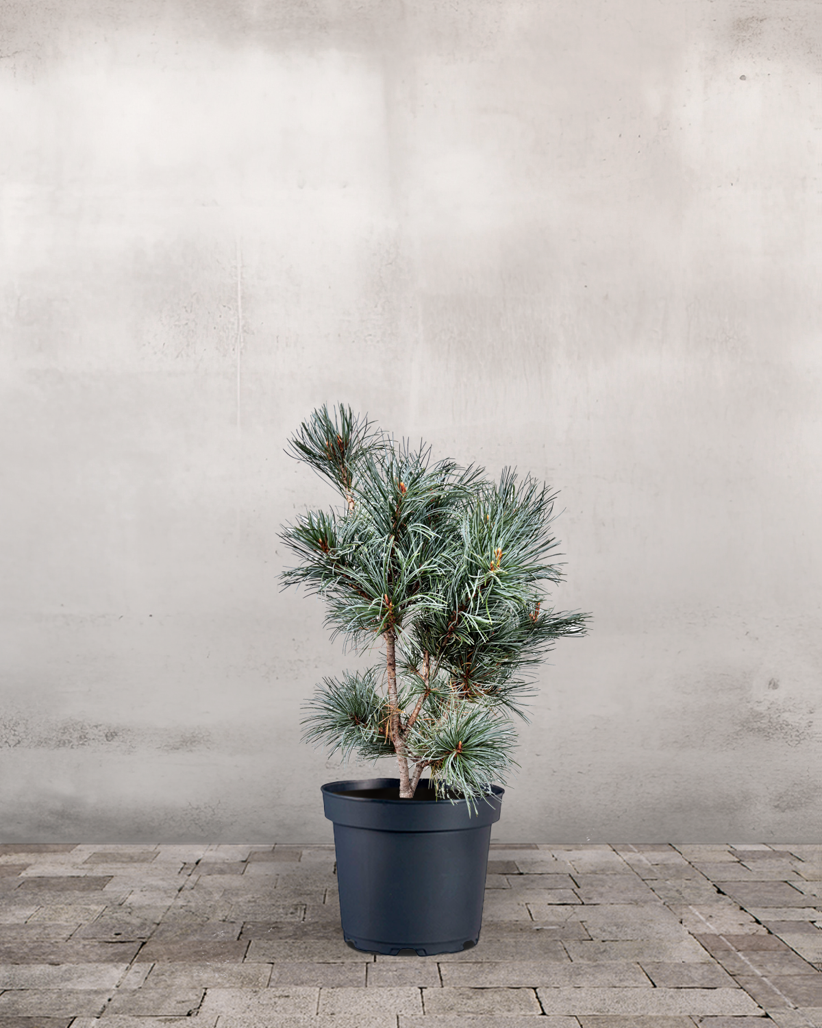 Penselfyr, Pinus Parviflora 'Blauer Angel' - 40-60 cm – Greenify