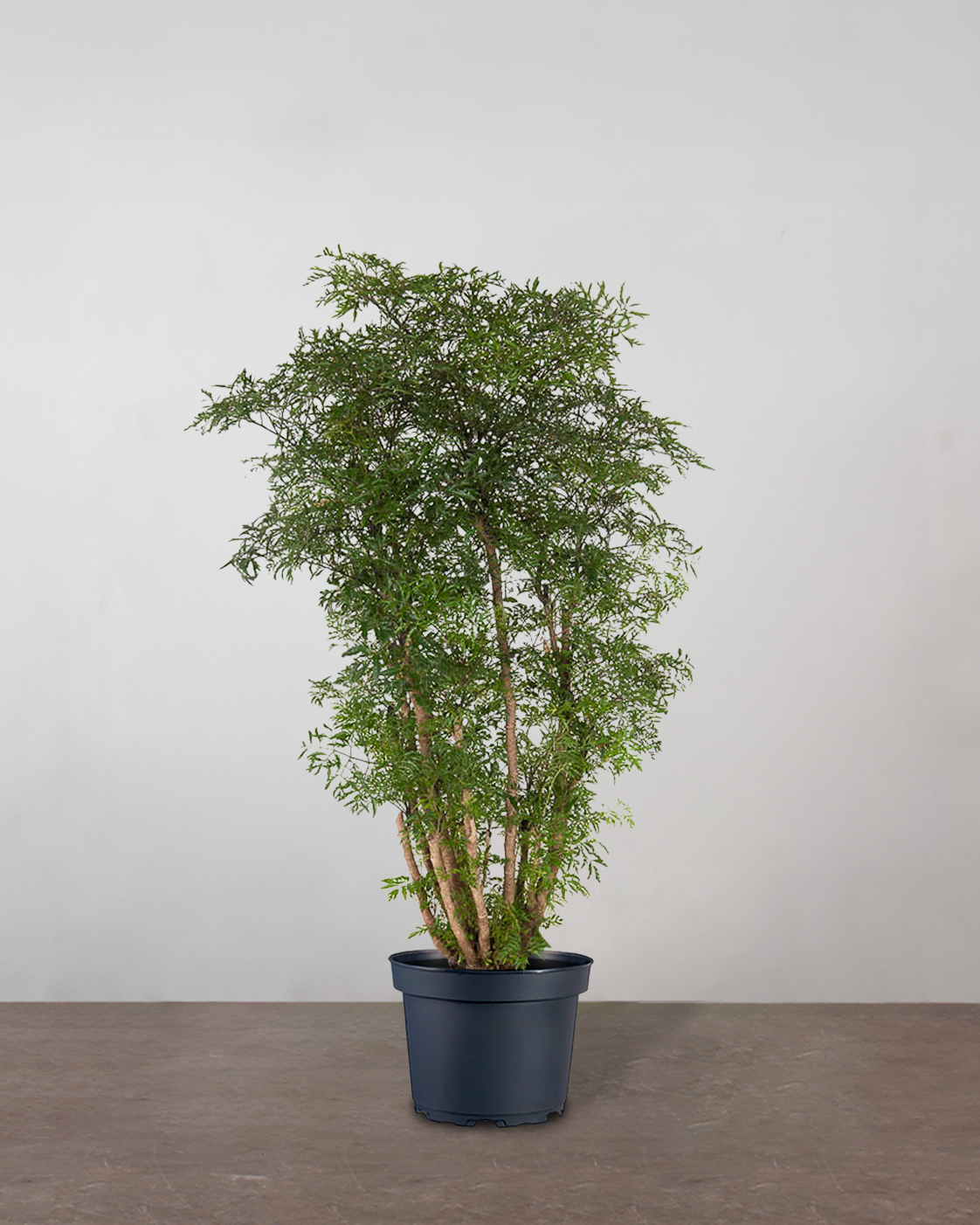 Polyscias Ming - 100-120 cm – Greenify