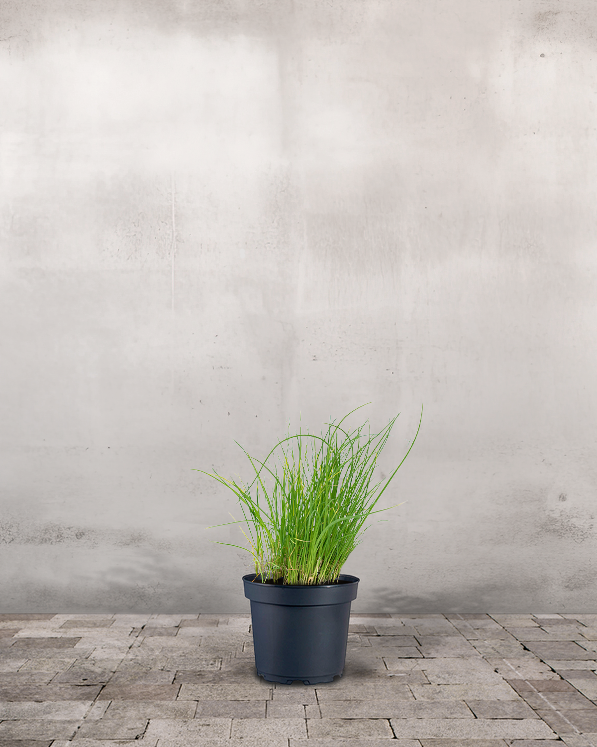 Purløg (Allium schoenoprasum) – Greenify