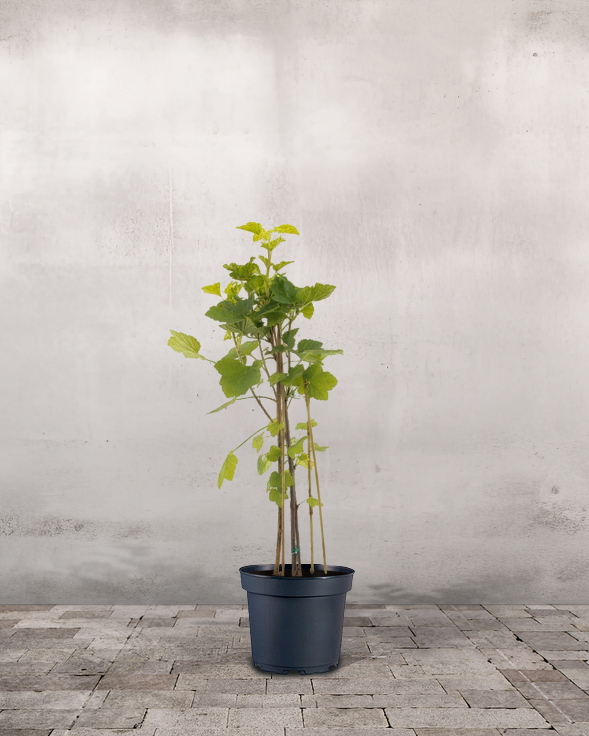 Ribs, Ribes Rubrum 'Rovada' - 60-80 cm – Greenify