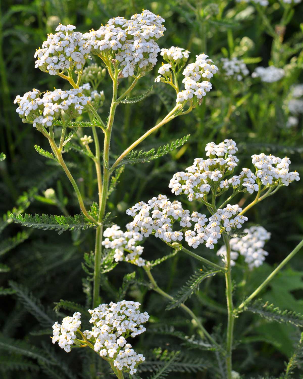 Røllike Achillea Millefolium 'Alba' - 20-40 cm – Greenify