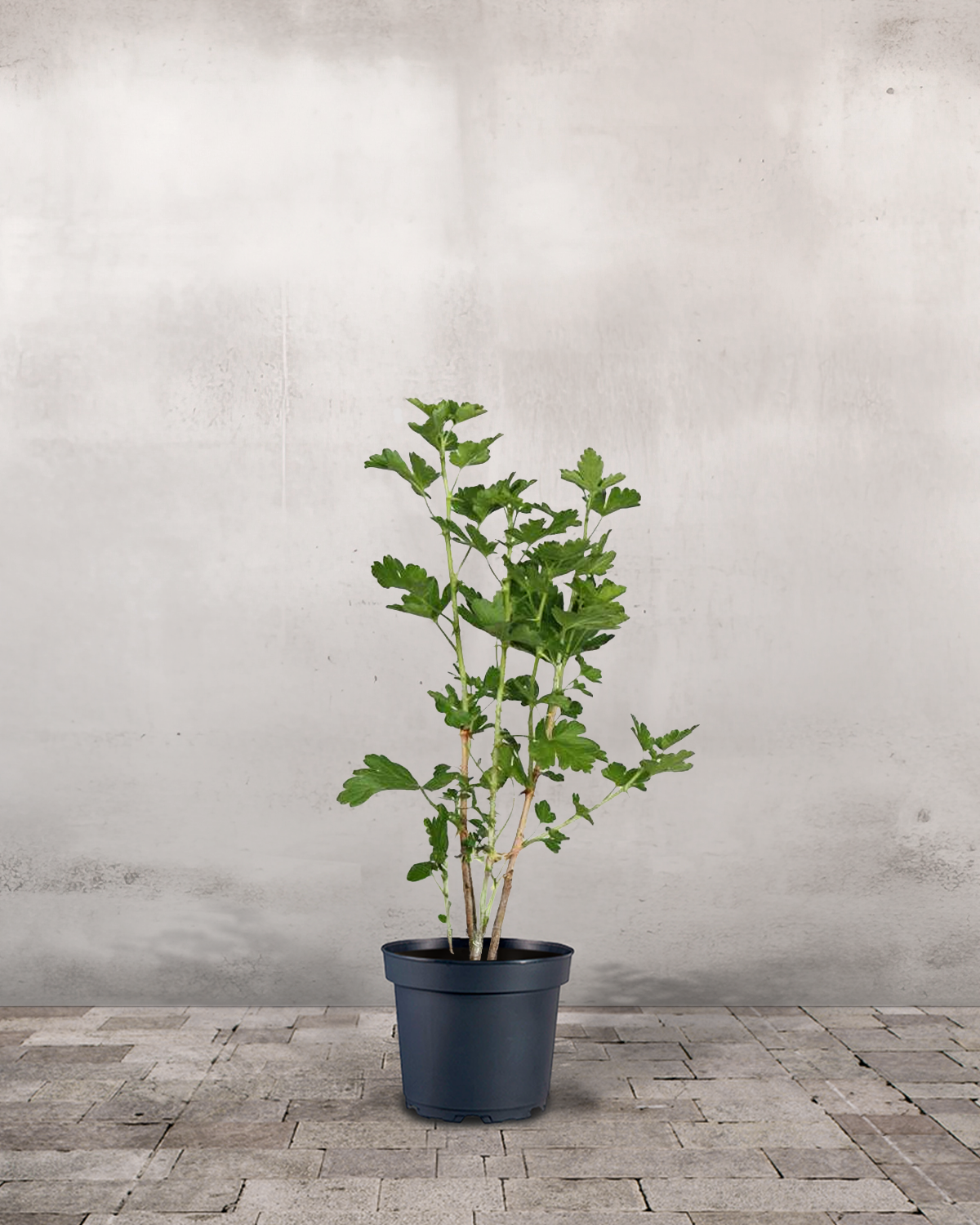 Stikkelsbær, Ribes Uva Crispum 'Larell' - 60-80 cm – Greenify